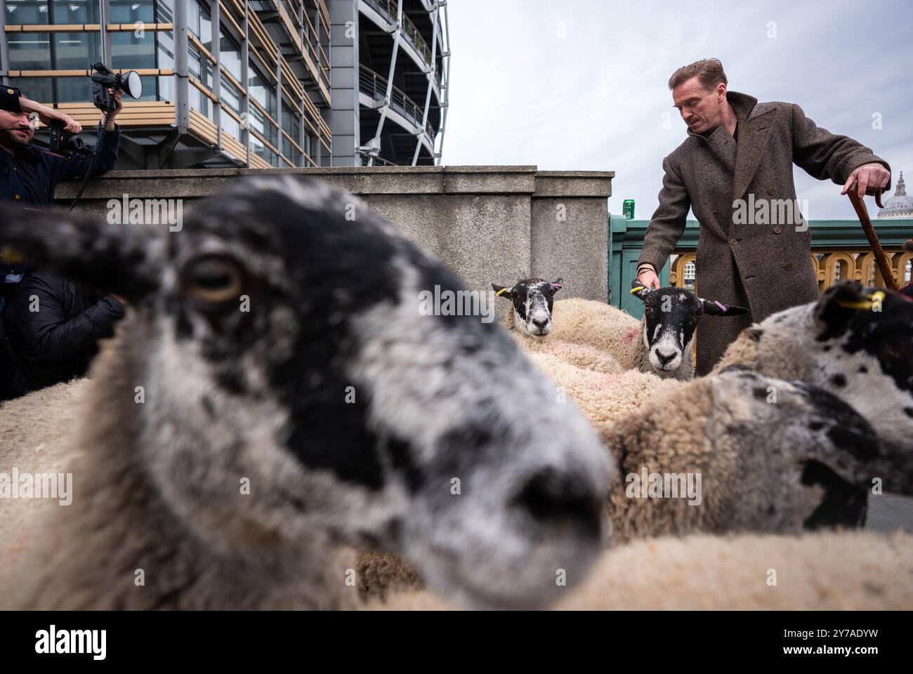 Damien Lewis drives sheep over Southwark Bridge, London, in the 11th ...
