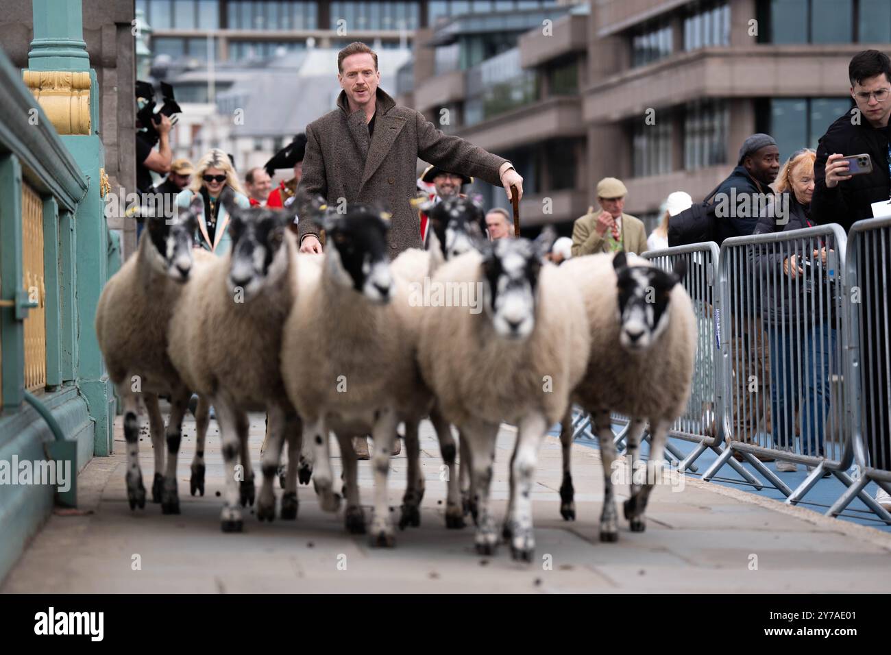 Damien Lewis drives sheep over Southwark Bridge, London, in the 11th ...