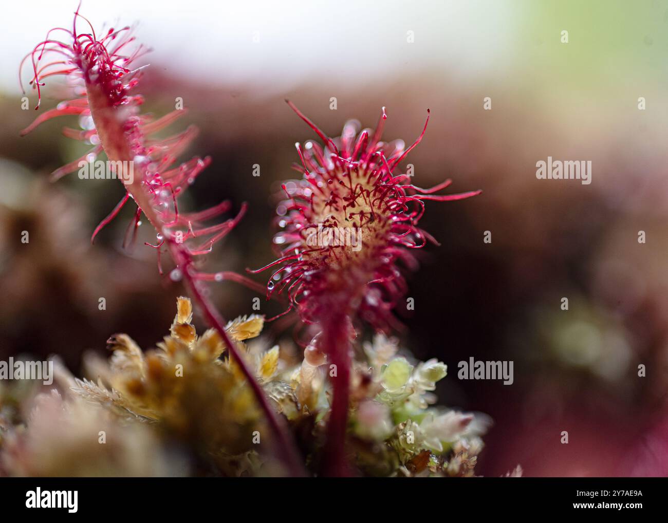 a traditional bog plant, Drosera is a genus of insectivorous plants ...