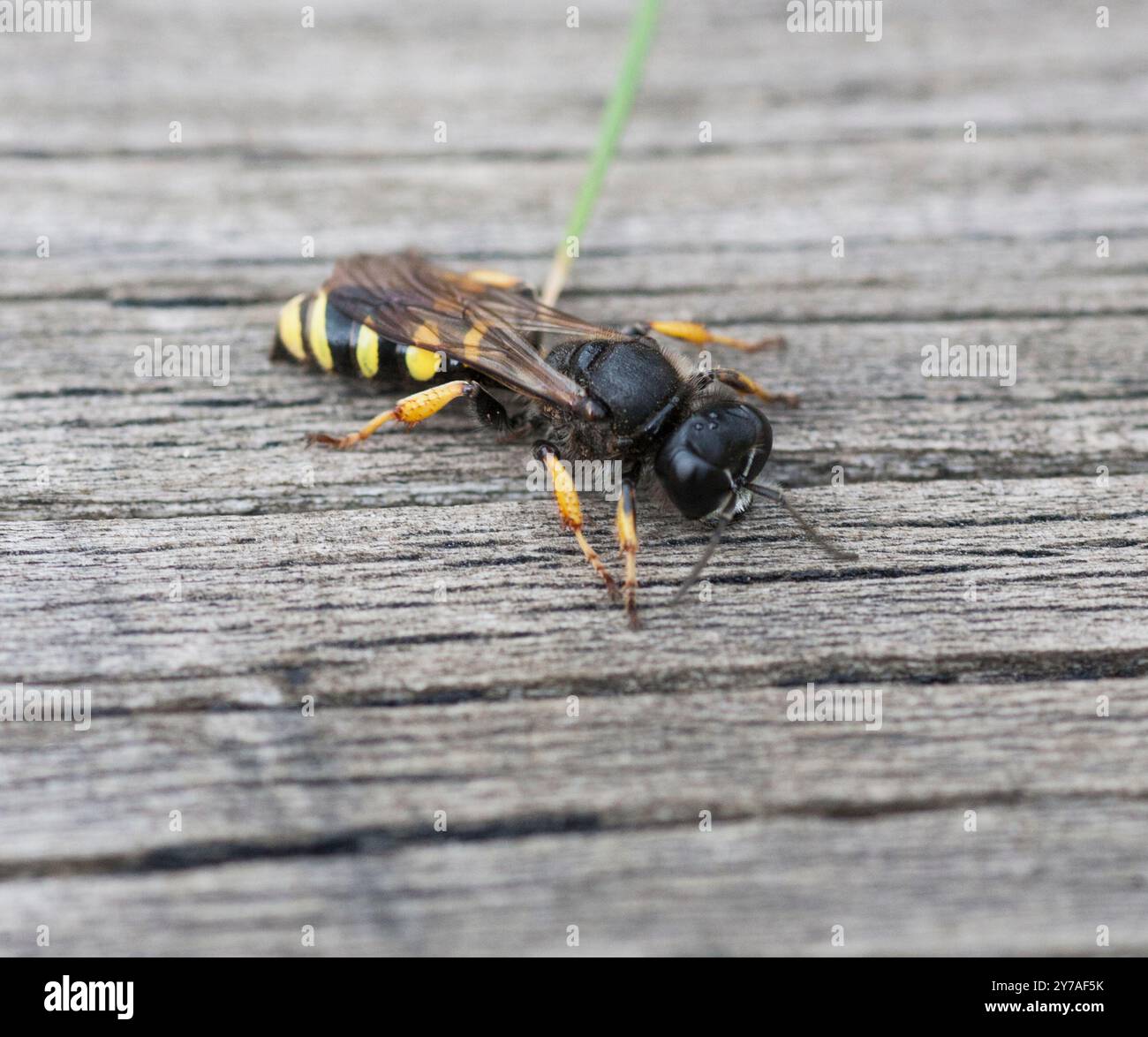 Digger wasp hi-res stock photography and images - Alamy