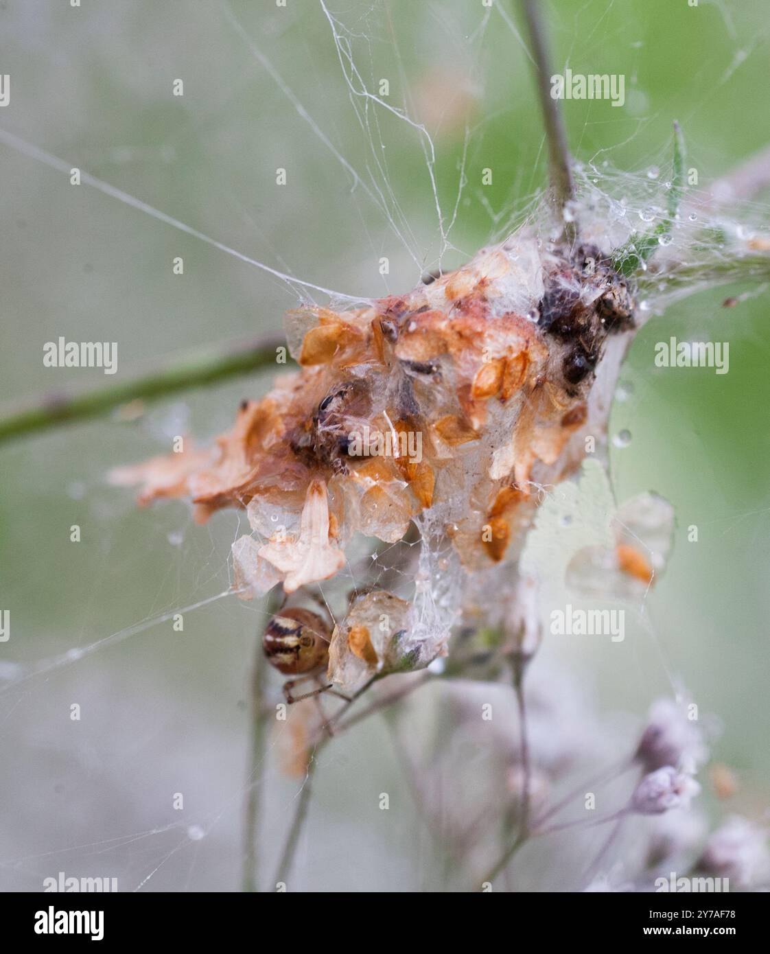 Theridion Impressum spider with its egg sac Stock Photo - Alamy