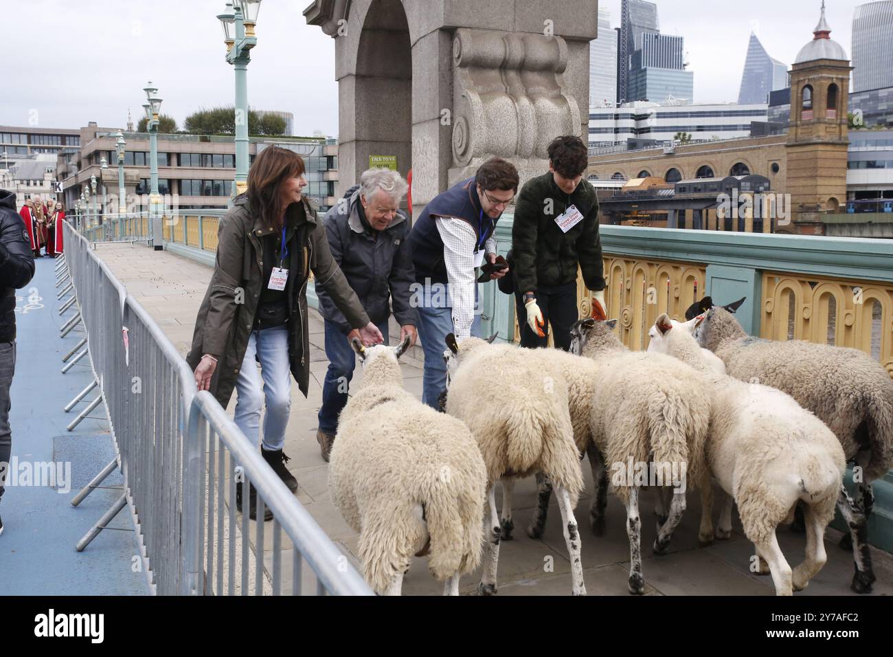 Sheep herded across london bridge hi-res stock photography and images ...