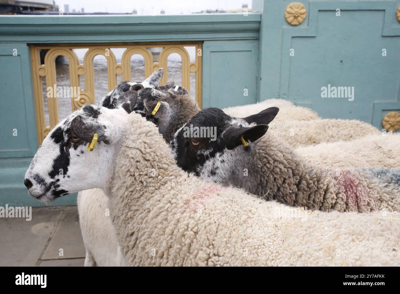 Mutton especially hi-res stock photography and images - Alamy