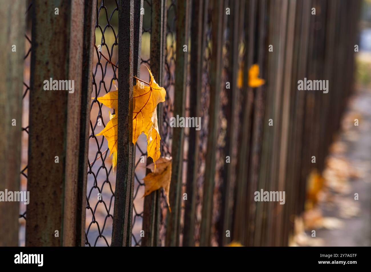 The falling yellow maple leaves are stuck in the fence. fall concept ...