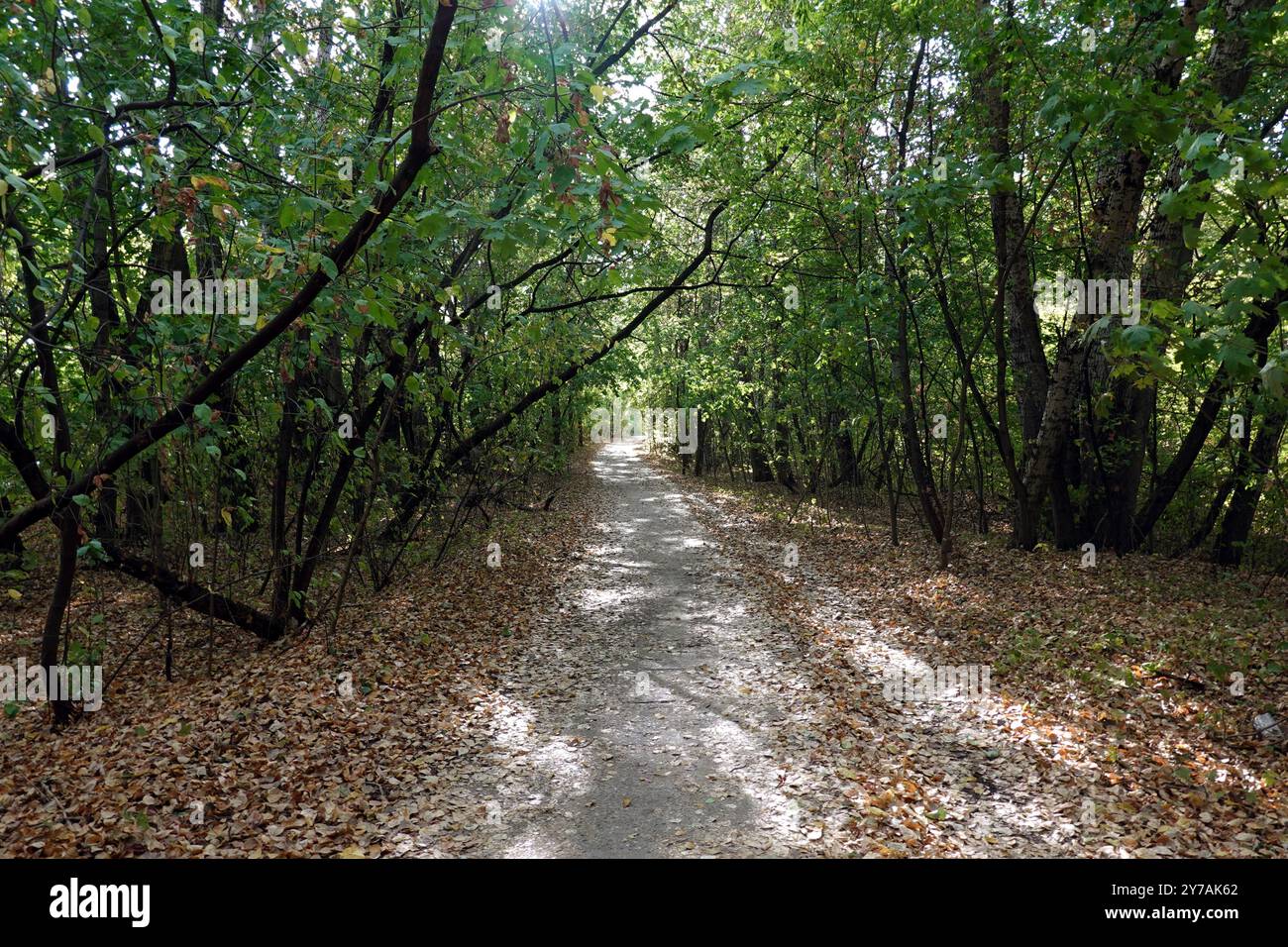 Pathway with with falled foliage around going deep far into autumn ...