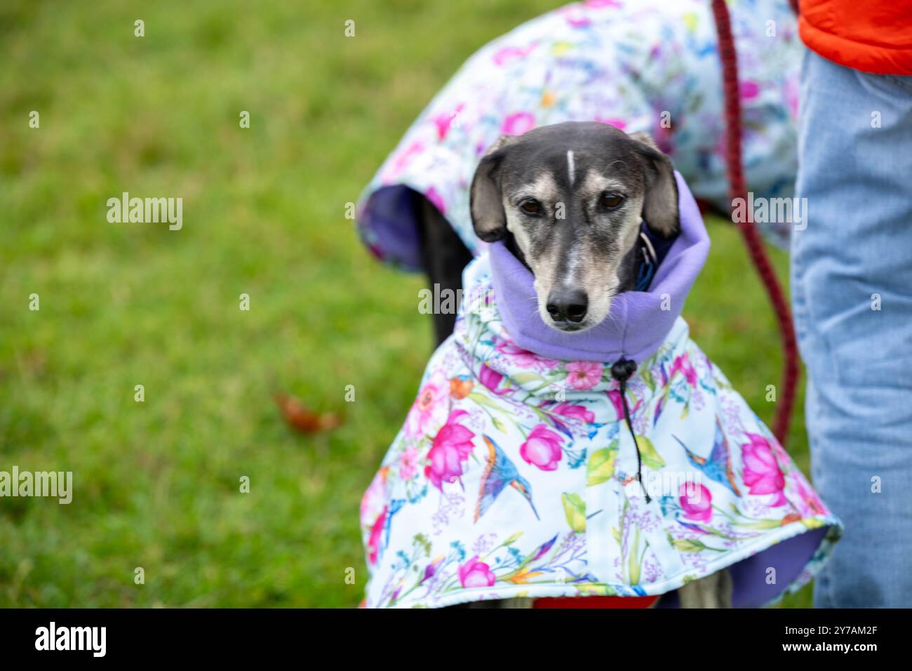Brentwood Essex 29th Sep. 2024 The Great Global Greyhound walk ...