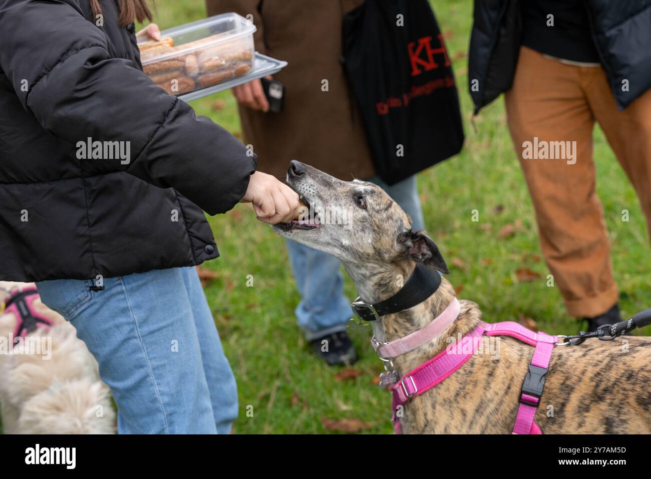 The great global greyhound walk hi-res stock photography and images - Alamy