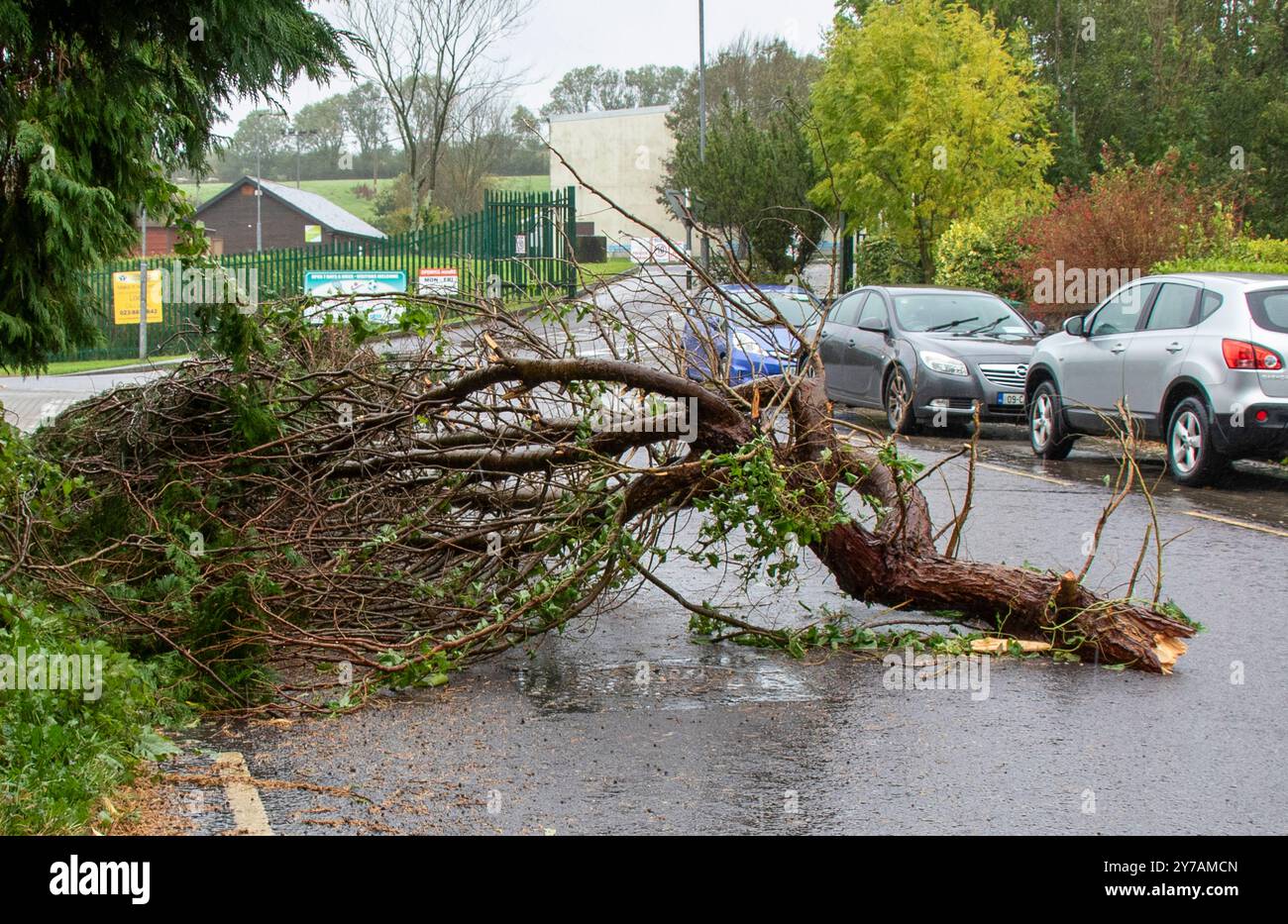 Tree fallen from storm hi-res stock photography and images - Alamy