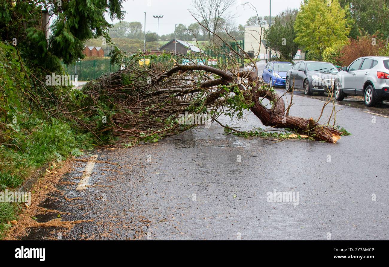 Tree fallen from storm hi-res stock photography and images - Alamy