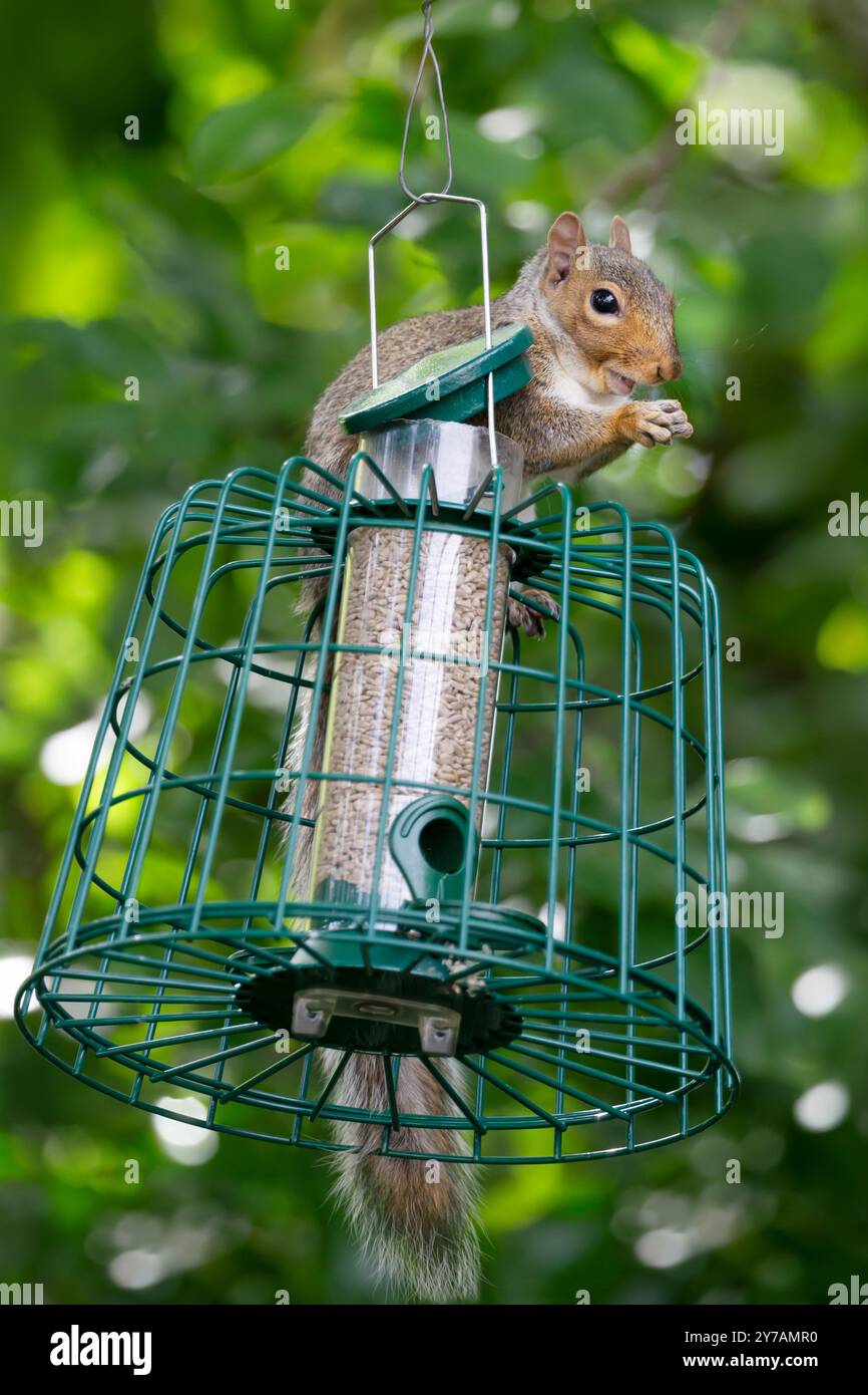 Grey squirrel eating sunflower seeds on a bird feeder, UK Stock Photo ...