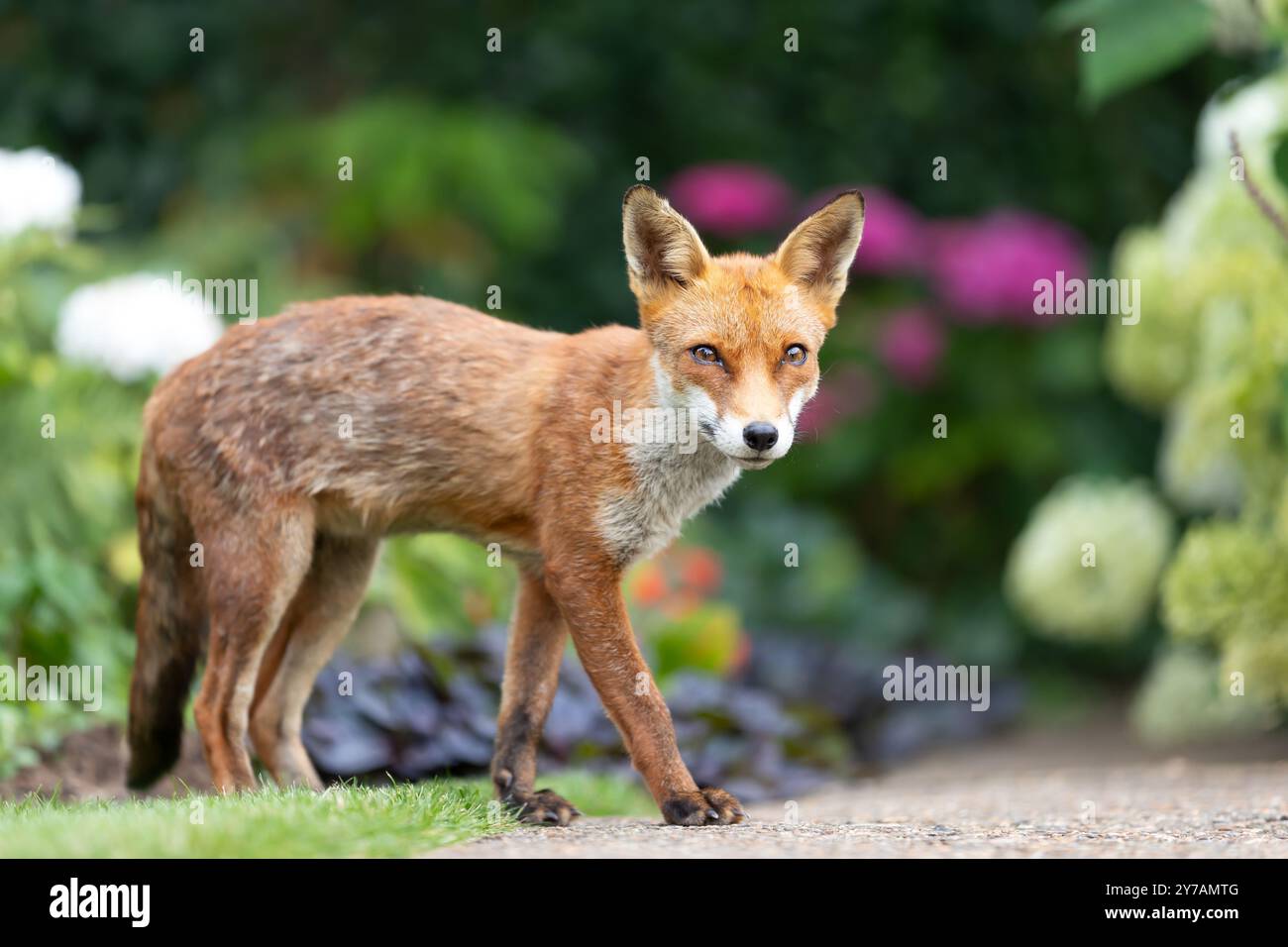 Portrait of a cute red fox cub standing in a flower garden, UK Stock ...