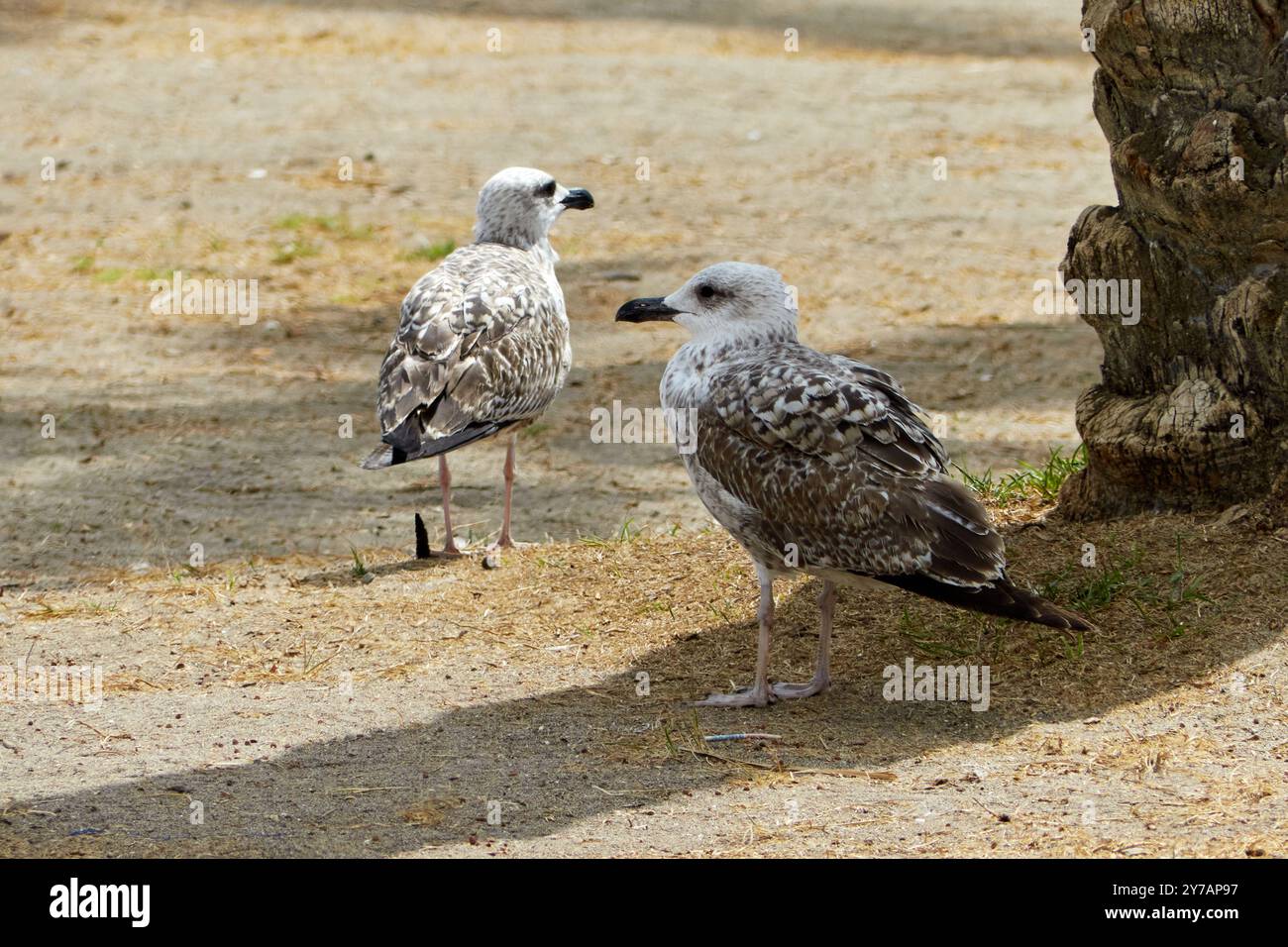 Two young Yellow-legged gull (Larus michahellis) Torremolinos, Malaga ...