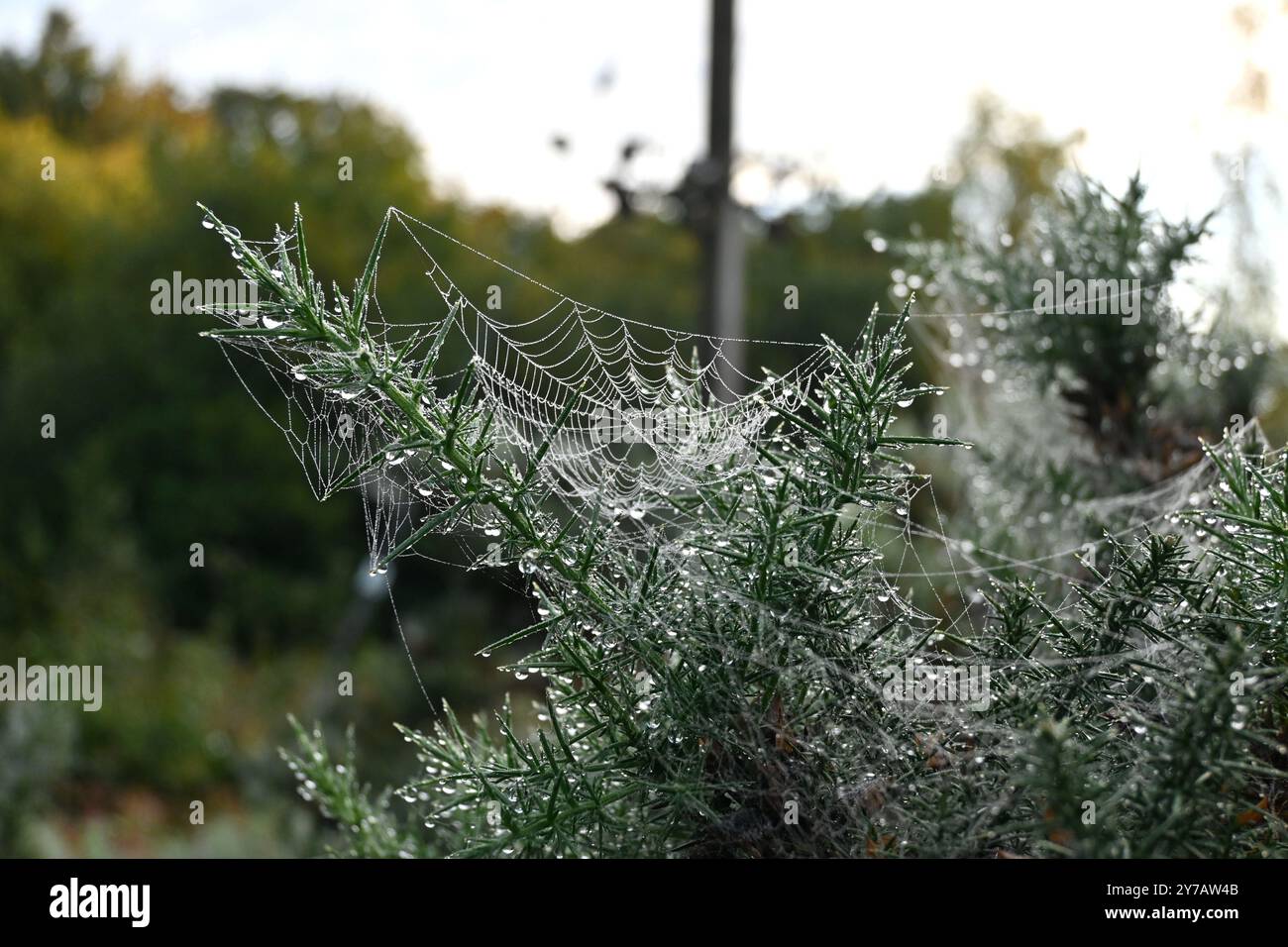 A spider's web covered in water droplets on a gorse plant in Eryri ...