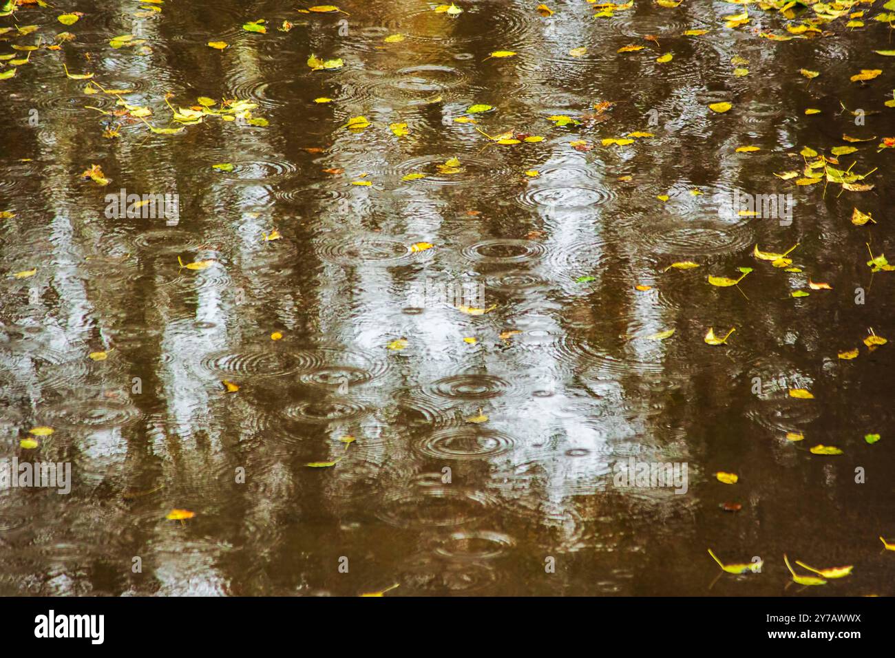 Leaves fallen from trees water hi-res stock photography and images - Alamy