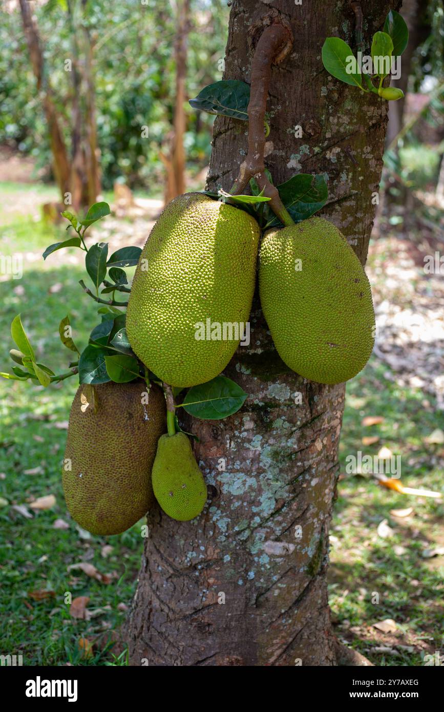 Jack fruits ( Artocarpus heterophyllus) on a tree in Uganda Stock Photo ...