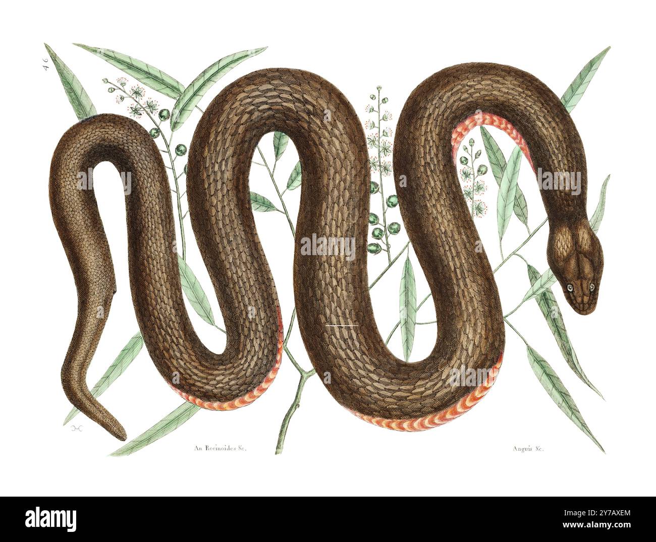 Copper-belly Water Snake. Mark Catesby. 1754 Stock Photo - Alamy