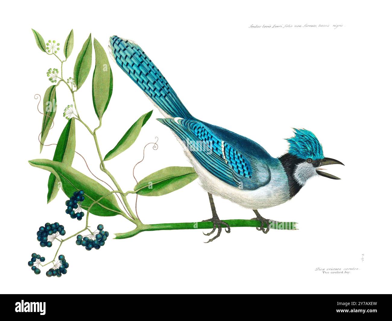 Pica cristata coerulea hi-res stock photography and images - Alamy