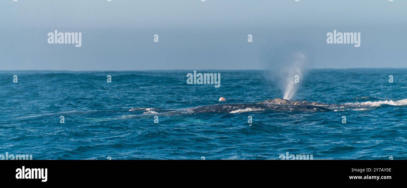 Detail of a surfacing grey whale blowing a plume of water vapour into ...
