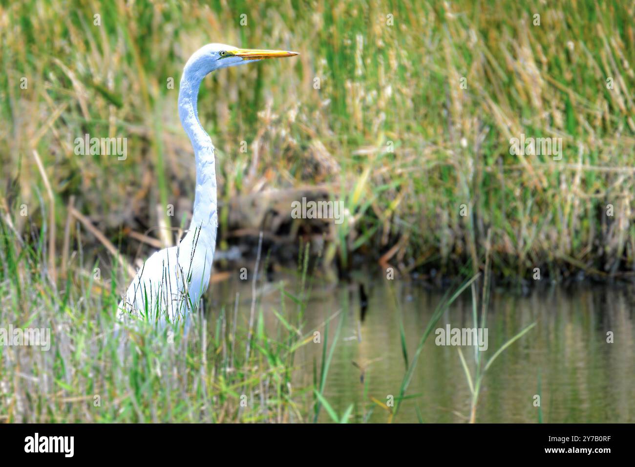 White heron bird in Everglades National Park, Florida, USA Stock Photo ...