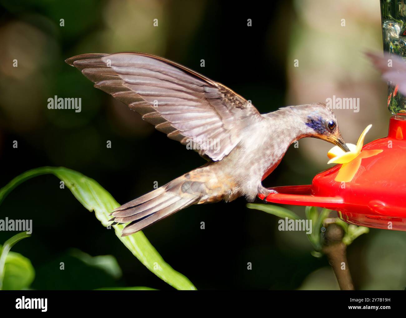 Brown violetear, Braun-Veilchenohrkolibri, Colibri de Delphine, Colibri ...