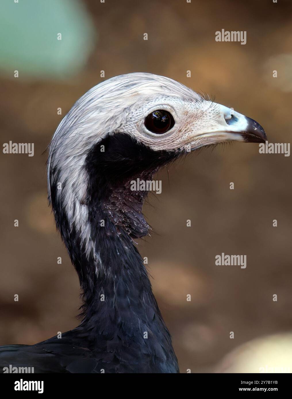 Blue-throated piping guan, Pénélope à gorge bleue, Pipile cumanensis ...