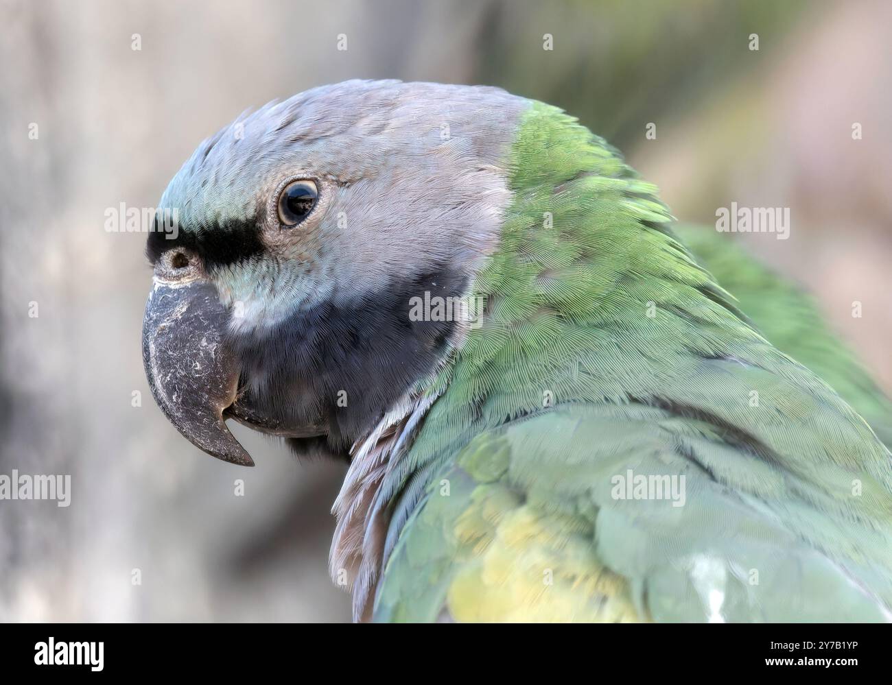 Chinasittich hi-res stock photography and images - Alamy