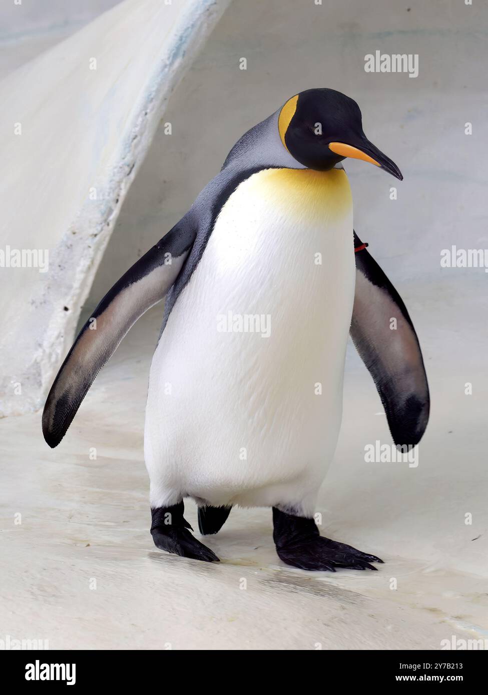King penguin, Königspinguin, Manchot royal, Aptenodytes patagonicus ...