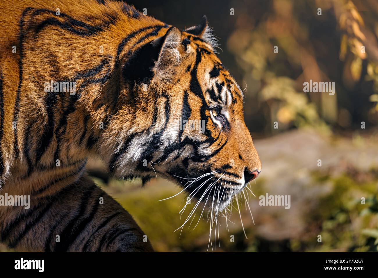 Close-up of a Bengal tiger in profile with detailed fur texture and a ...