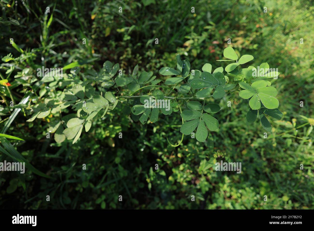 Discover the Senna Tora, a vibrant plant with a rich history of ...