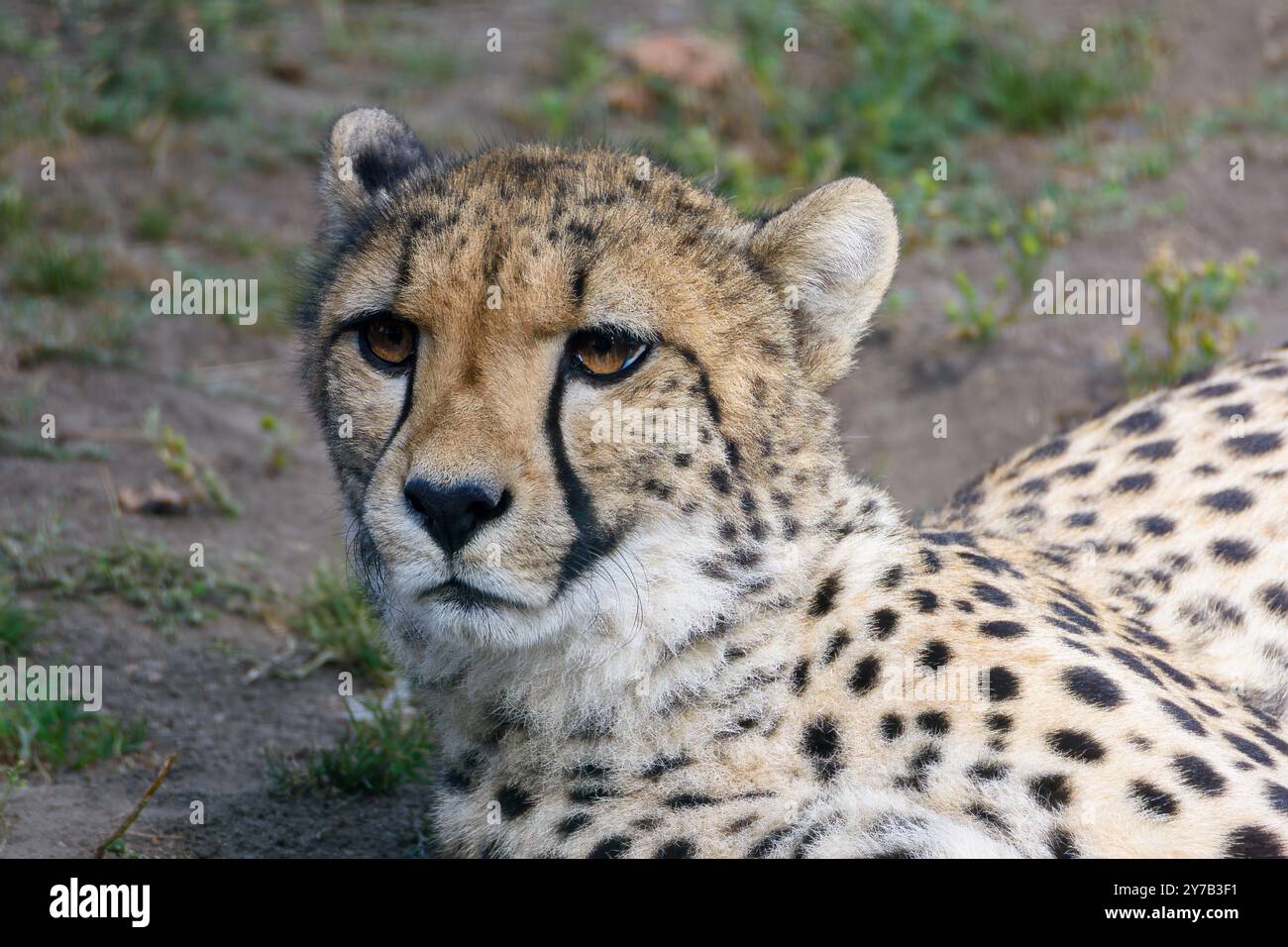 The cheetah lies comfortably on the earth, showcasing its distinctive ...