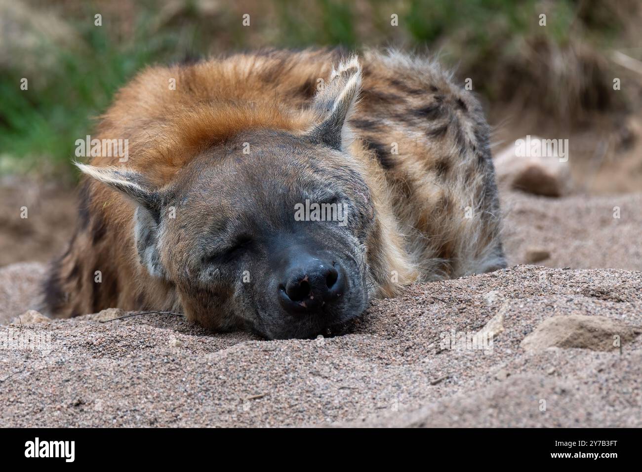 A hyena lies down with its eyes closed, resting peacefully on sandy ...