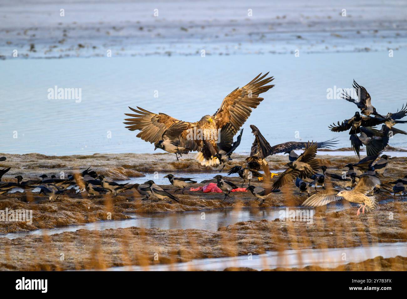 Different wildlife amidst hi-res stock photography and images - Alamy