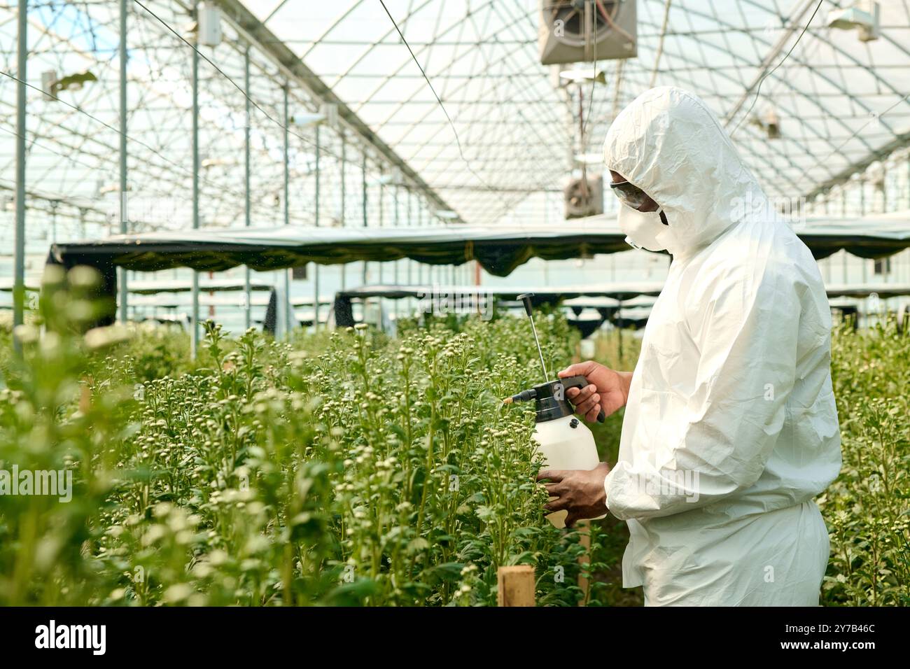 Person Spraying Plants with Chemicals Working at Plantation Stock Photo ...