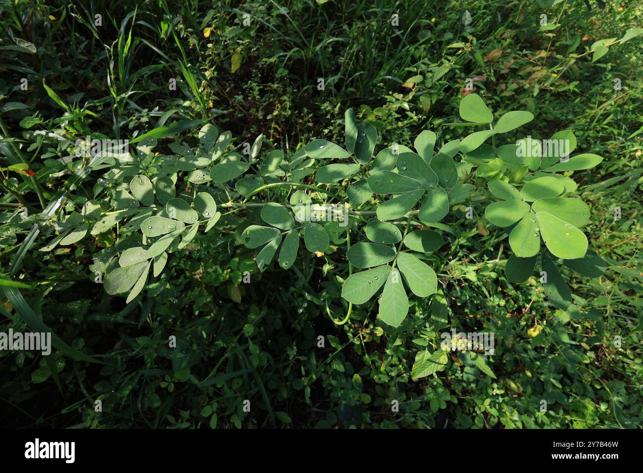 Discover the Senna Tora, a vibrant plant with a rich history of medicinal uses. Its appearance ...