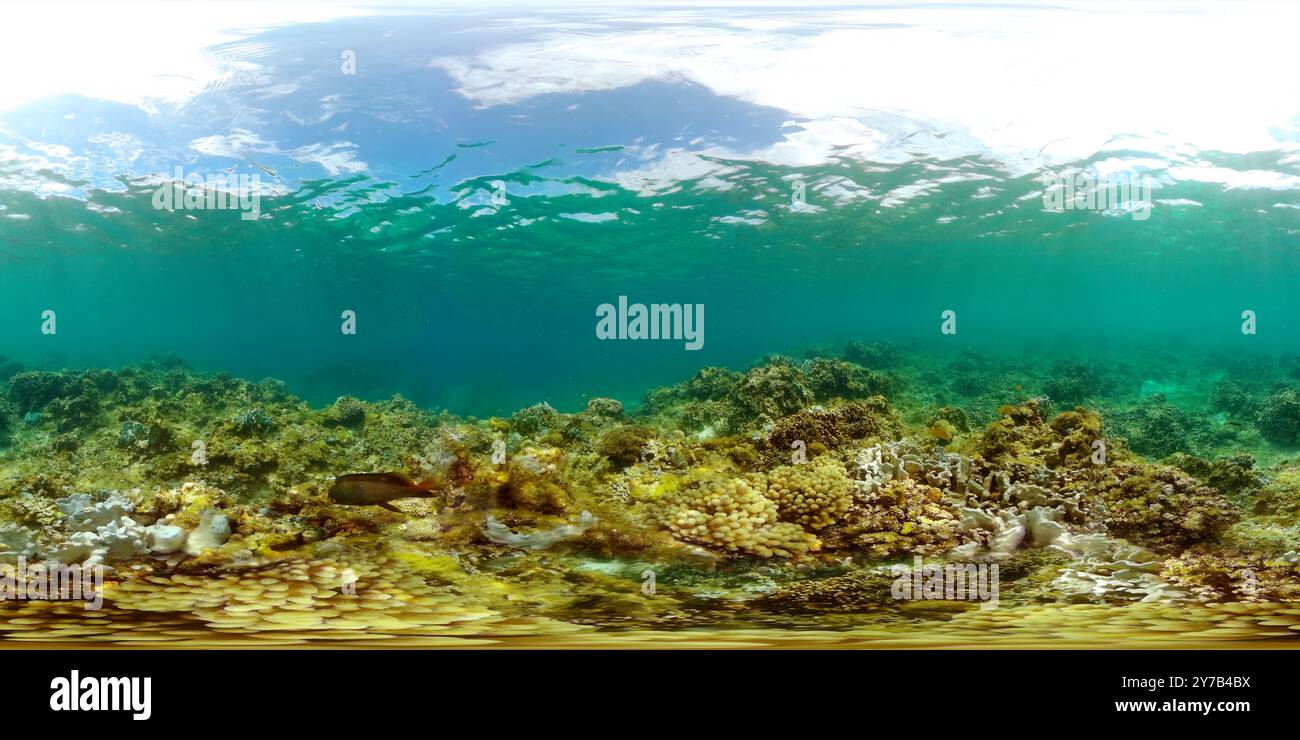 Coral underwater landscape. Fish and coral reefs under the sea. 360 ...