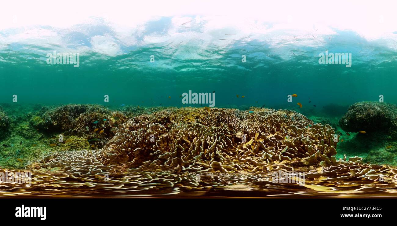 Monoscopic hi-res stock photography and images - Alamy