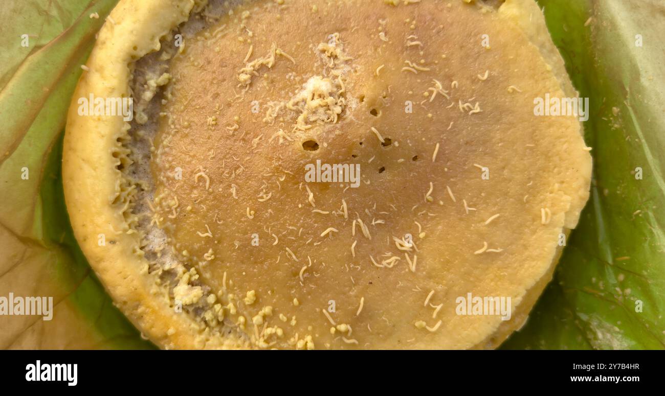 cheese with worms or casu martzu, typical Sardinian cheese Stock Photo ...