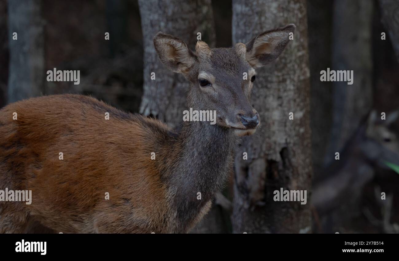 Sardinian deer, close-up of a young Sardinian deer, Montevecchio arbus ...