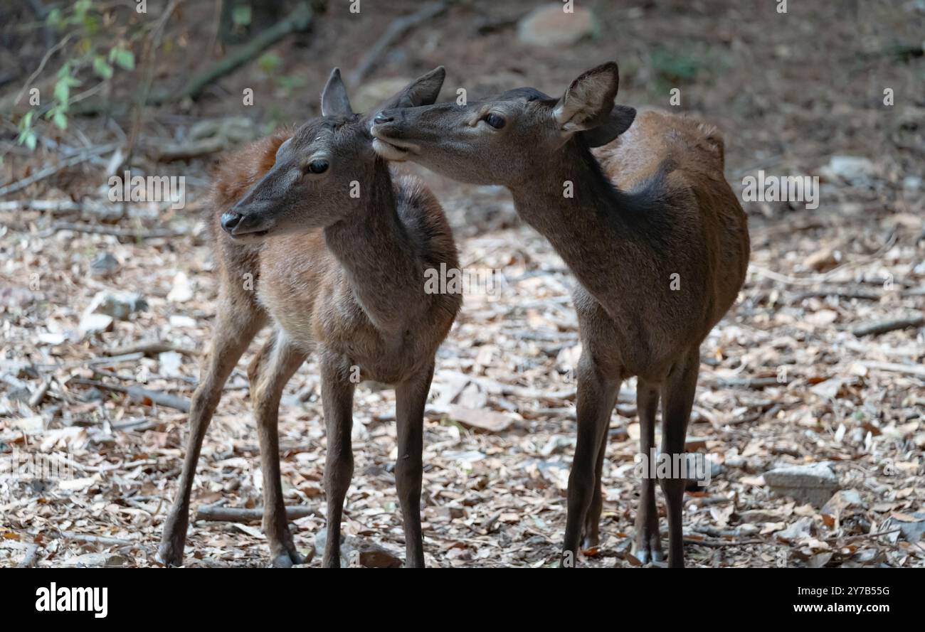 Sardinian deer, close-up of a young Sardinian deer, Montevecchio arbus ...