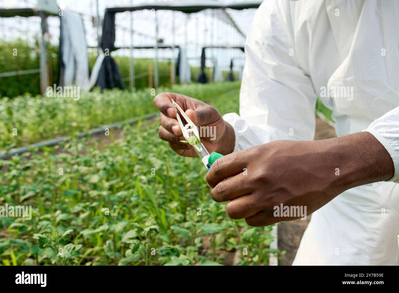 Greenhouse in african plantation hi-res stock photography and images ...
