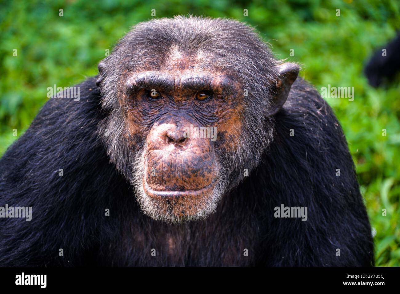 A close up of an old Chimpanzee ( Pan troglodytes) at Ngamba Island ...