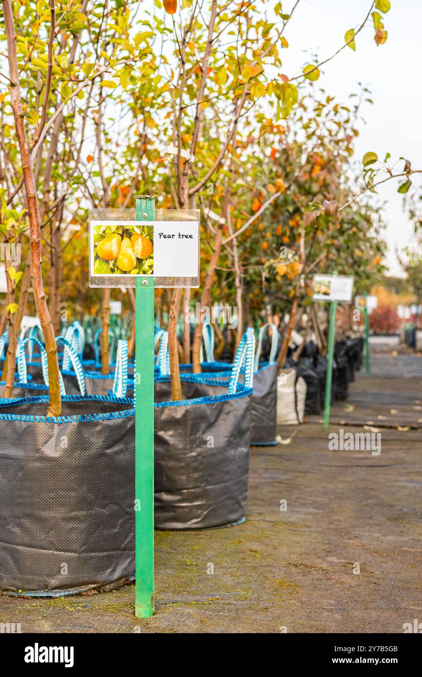 Pear seedling hi-res stock photography and images - Alamy