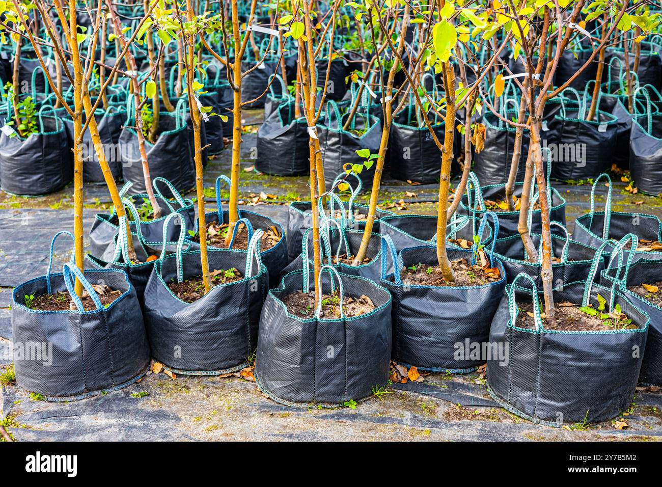 apple tree seedling in a plant nursery. sale of apple tree seedlings ...