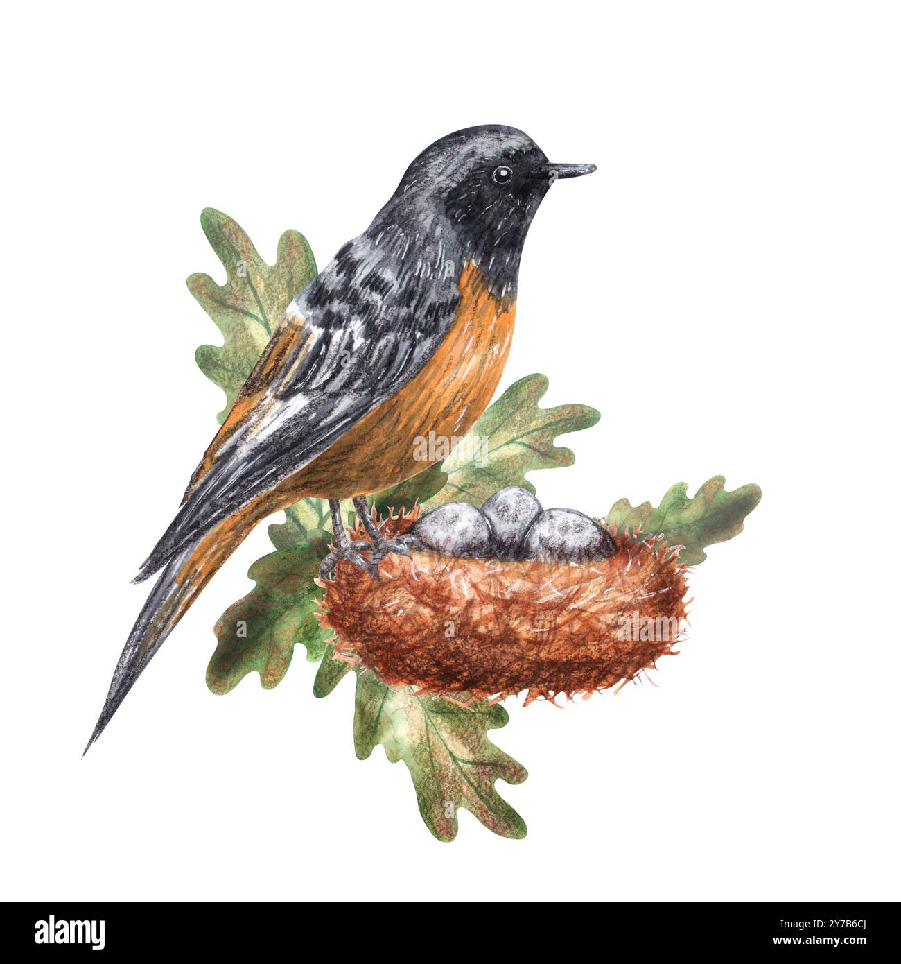 Redstart bird with nest and eggs, oak leaves. Isolated composition on ...