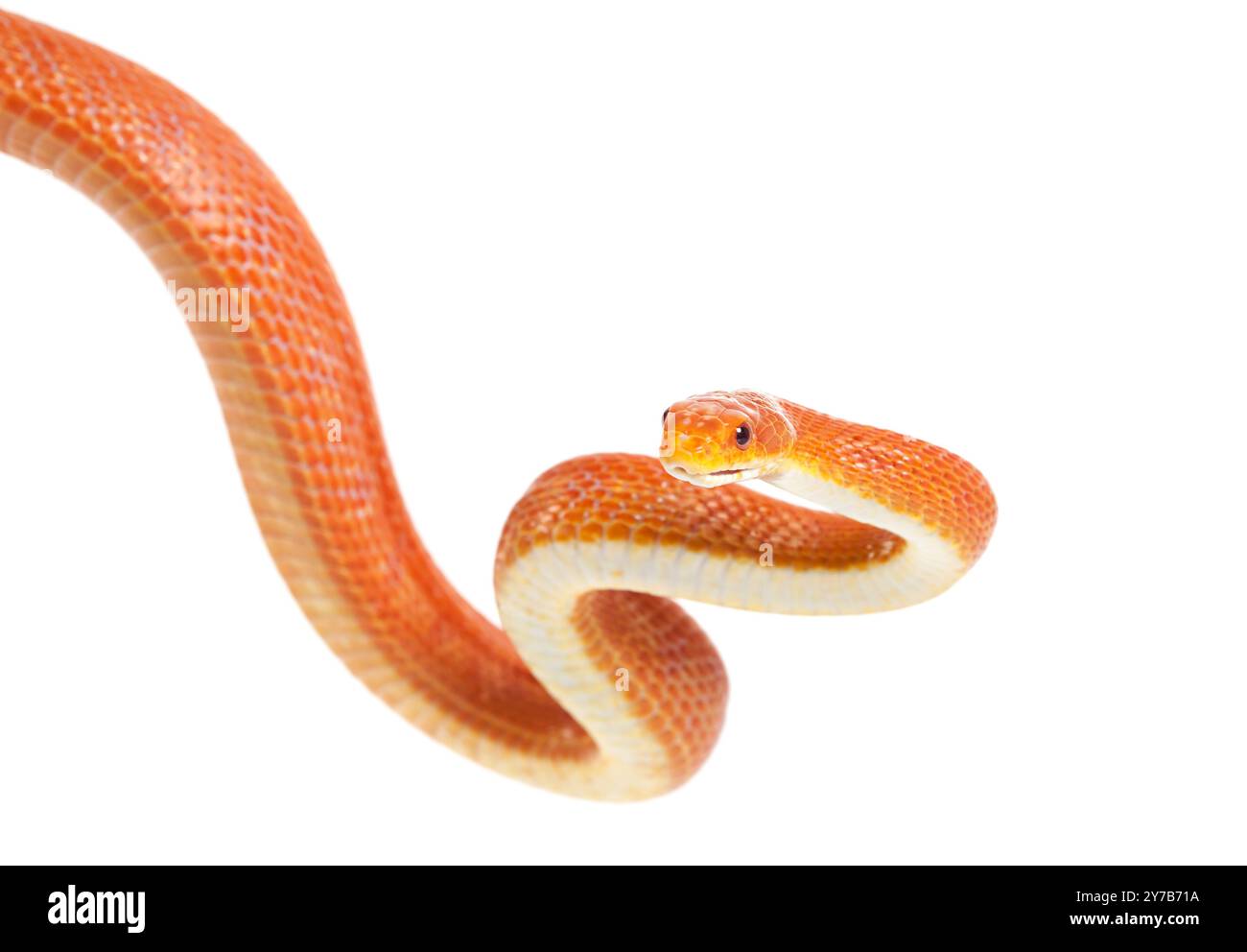 Texas rat snake. Isolated on white background Stock Photo - Alamy