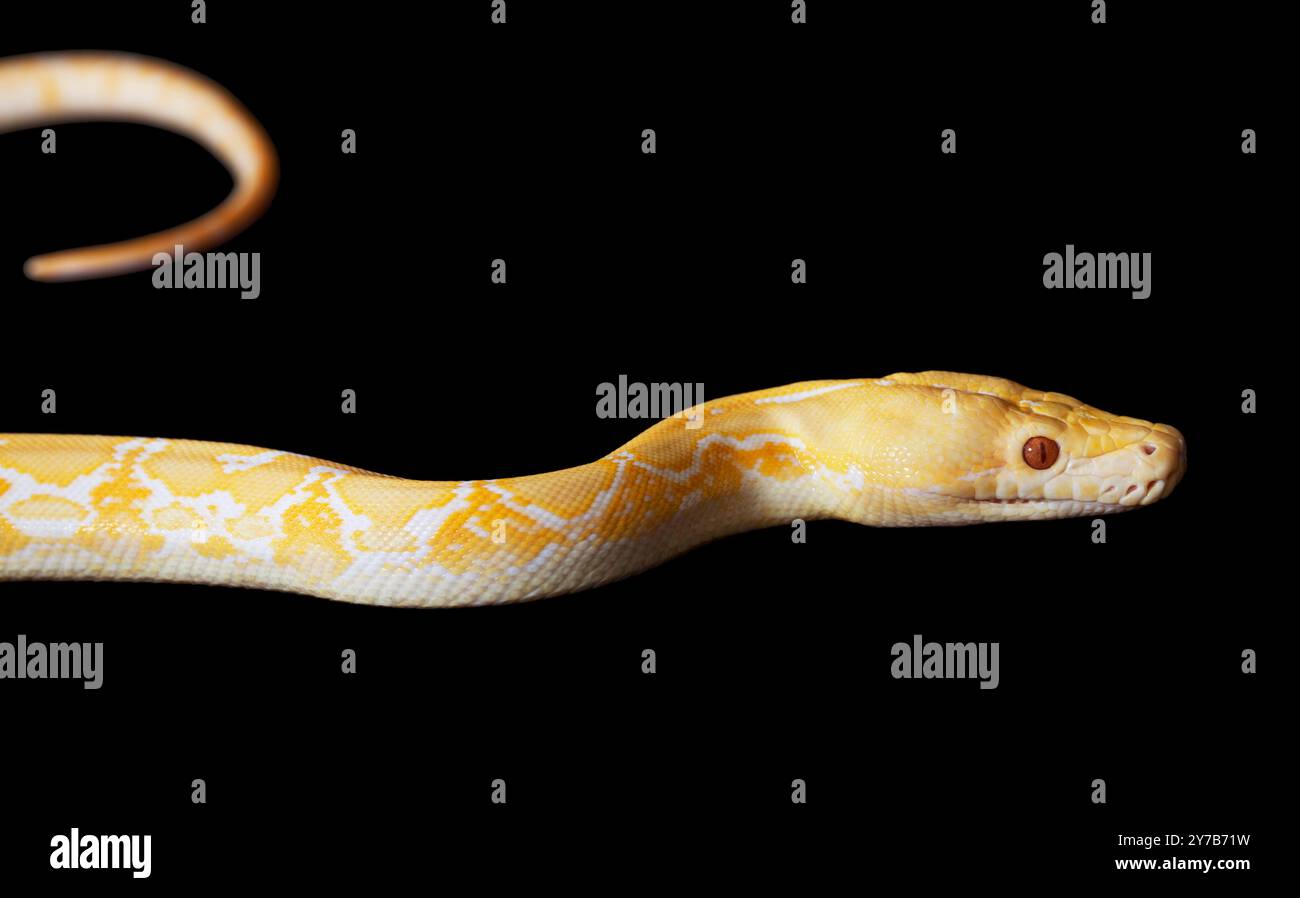 Lavender Tiger Albino python isolated on black Stock Photo - Alamy