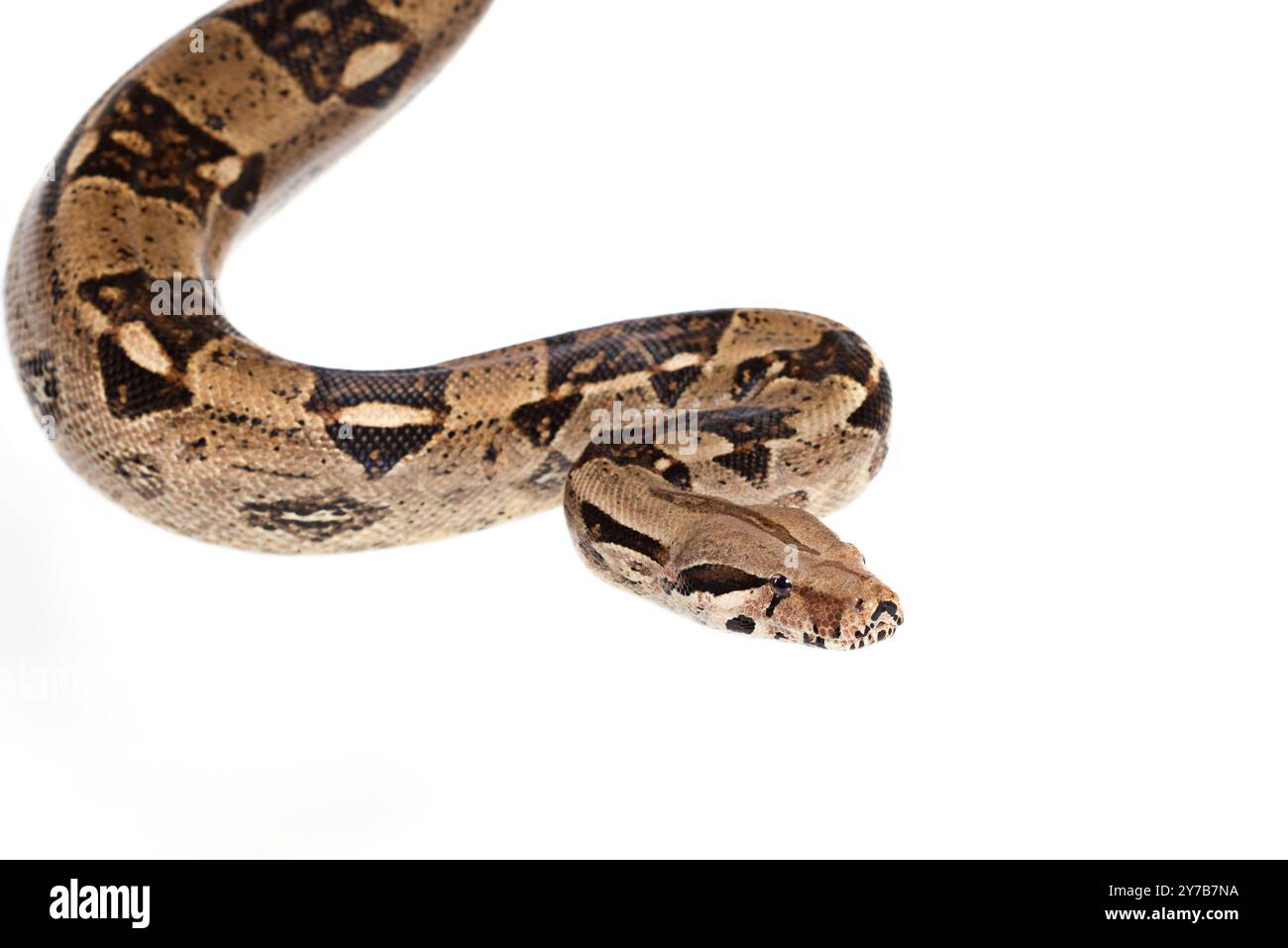 Boa Constrictor snake in studio isolated on white background Stock ...