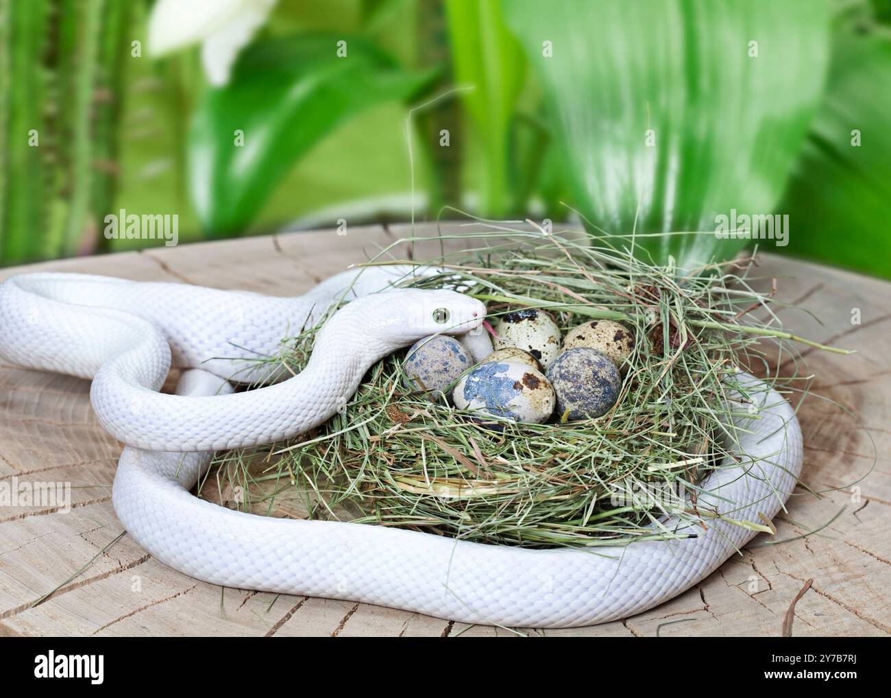 White Texas rat snake in a bird's nest Stock Photo - Alamy