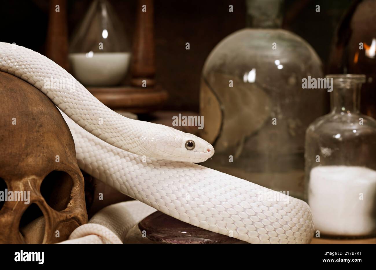 Texas rat snake on a human skull closeup Stock Photo - Alamy