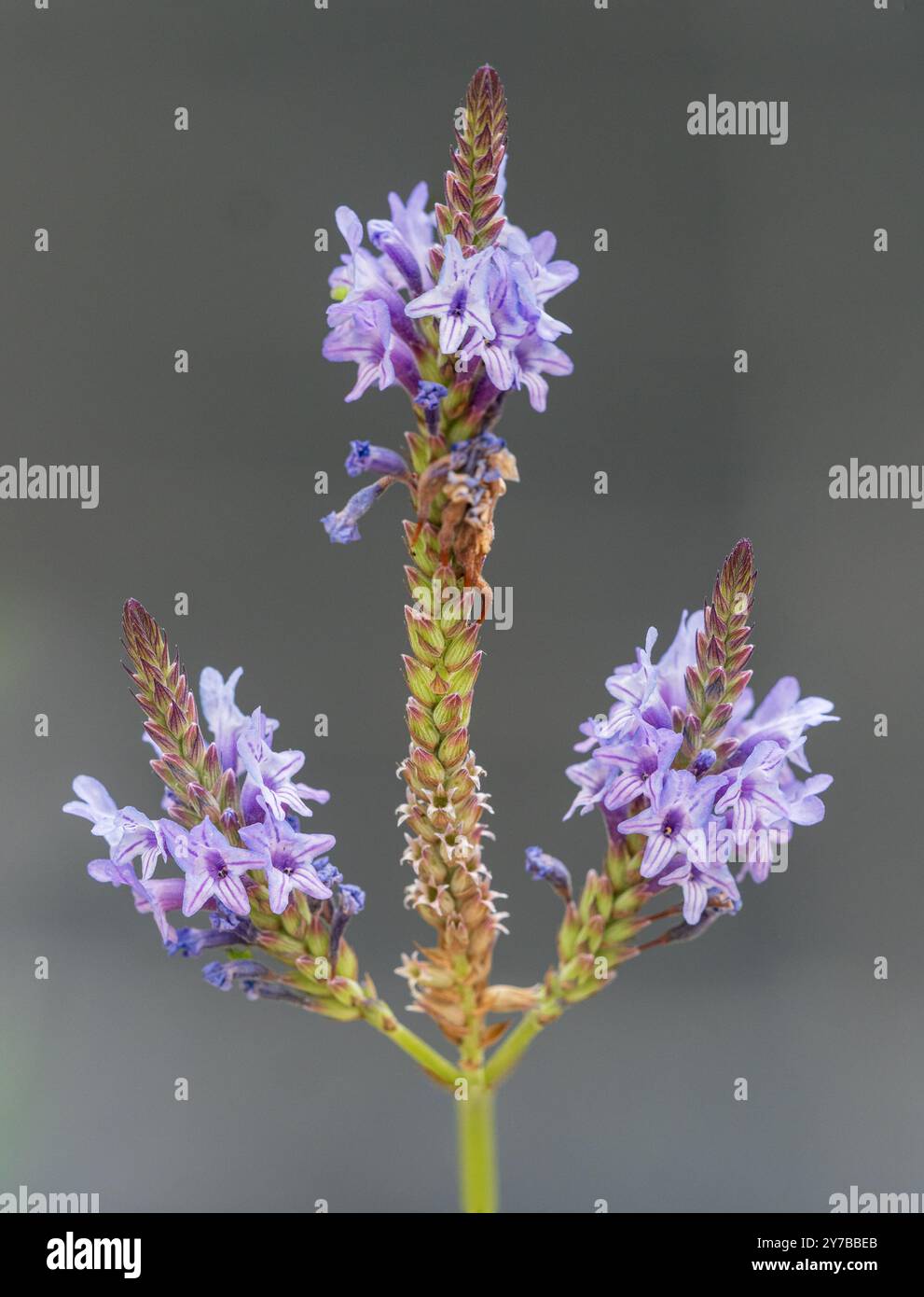 Pale blue flowers in the branching spike of the half hardy Canary ...